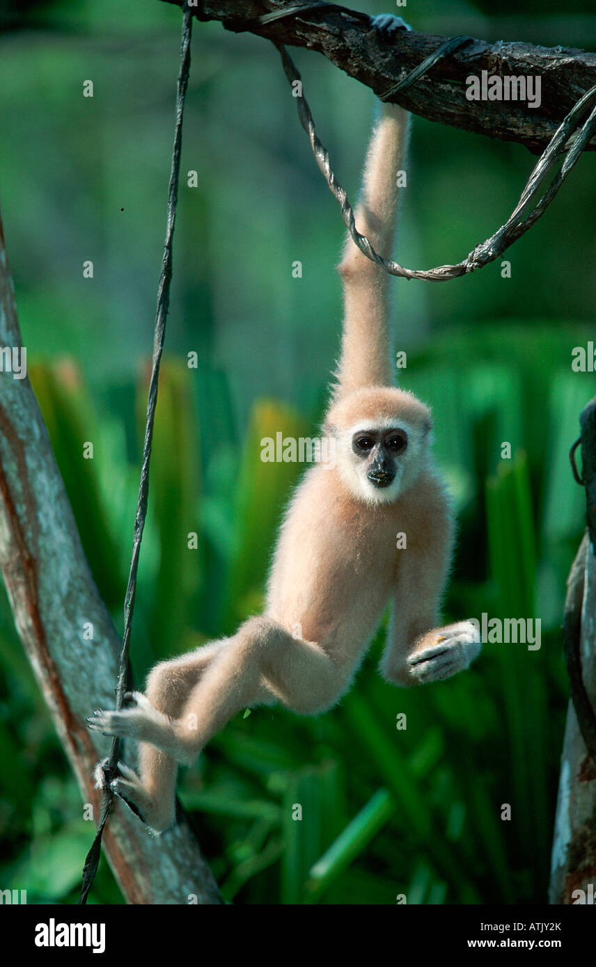 Dark-handed Gibbon / Agile Gibbon Stock Photo - Alamy