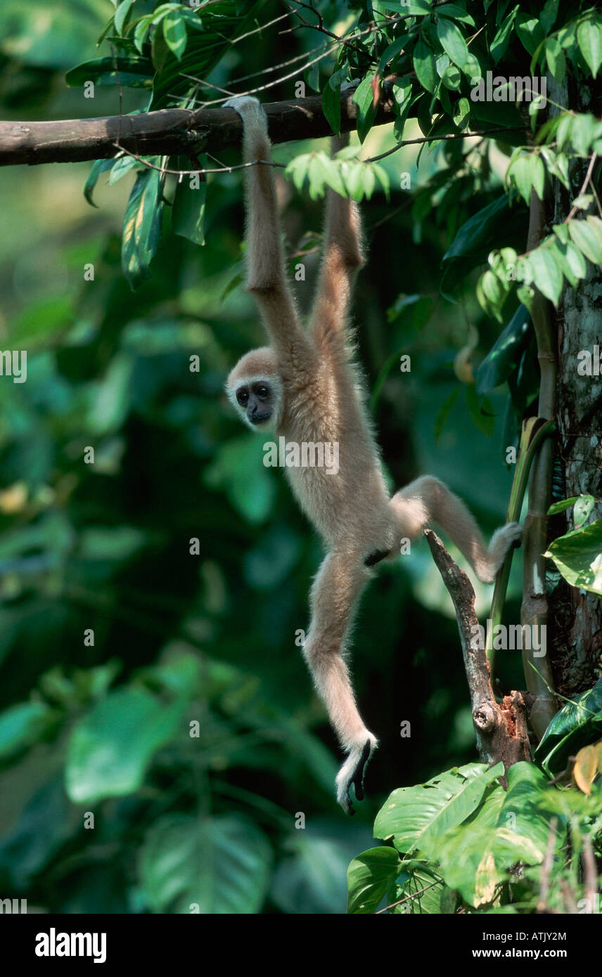 Dark-handed Gibbon / Agile Gibbon Stock Photo - Alamy