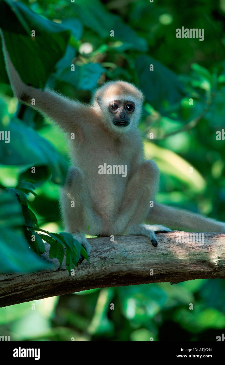 Dark-handed Gibbon / Agile Gibbon Stock Photo - Alamy
