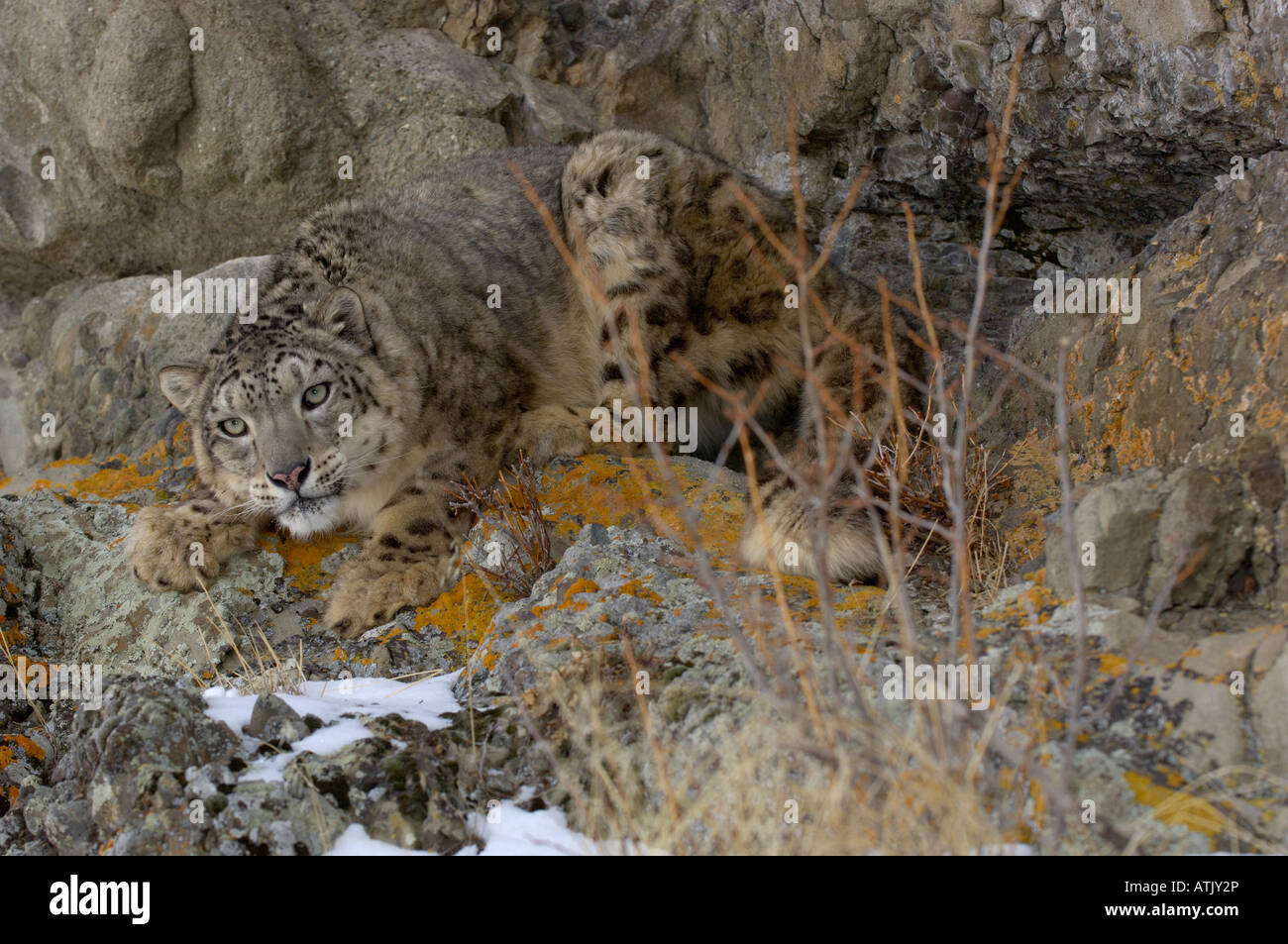 Snow Leopard Panthera uncia Stock Photo - Alamy