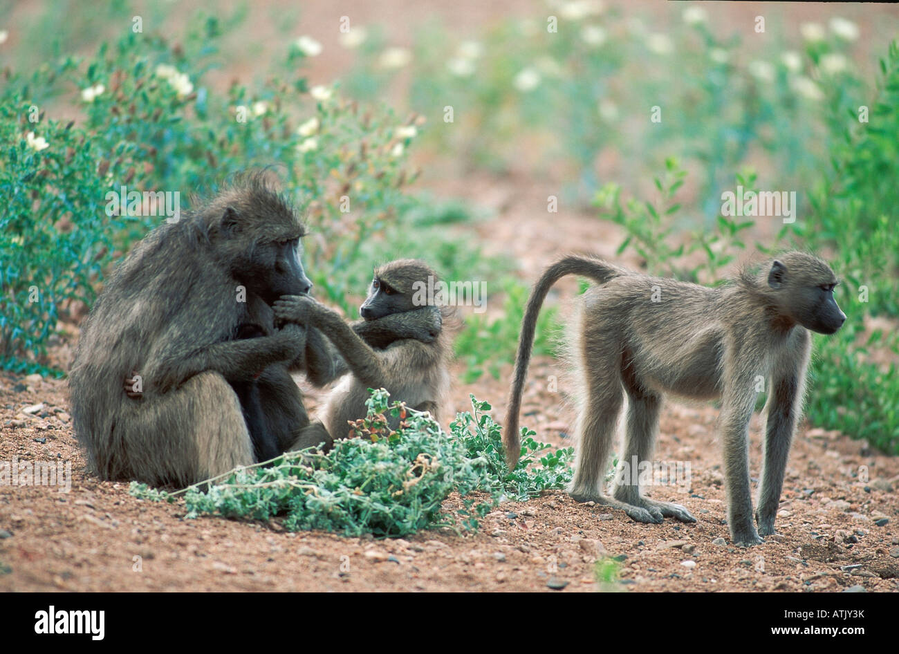 Chacma baboon standing hi-res stock photography and images - Alamy