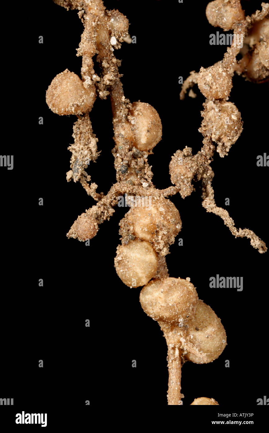 Rhizobium hi-res stock photography and images - Alamy