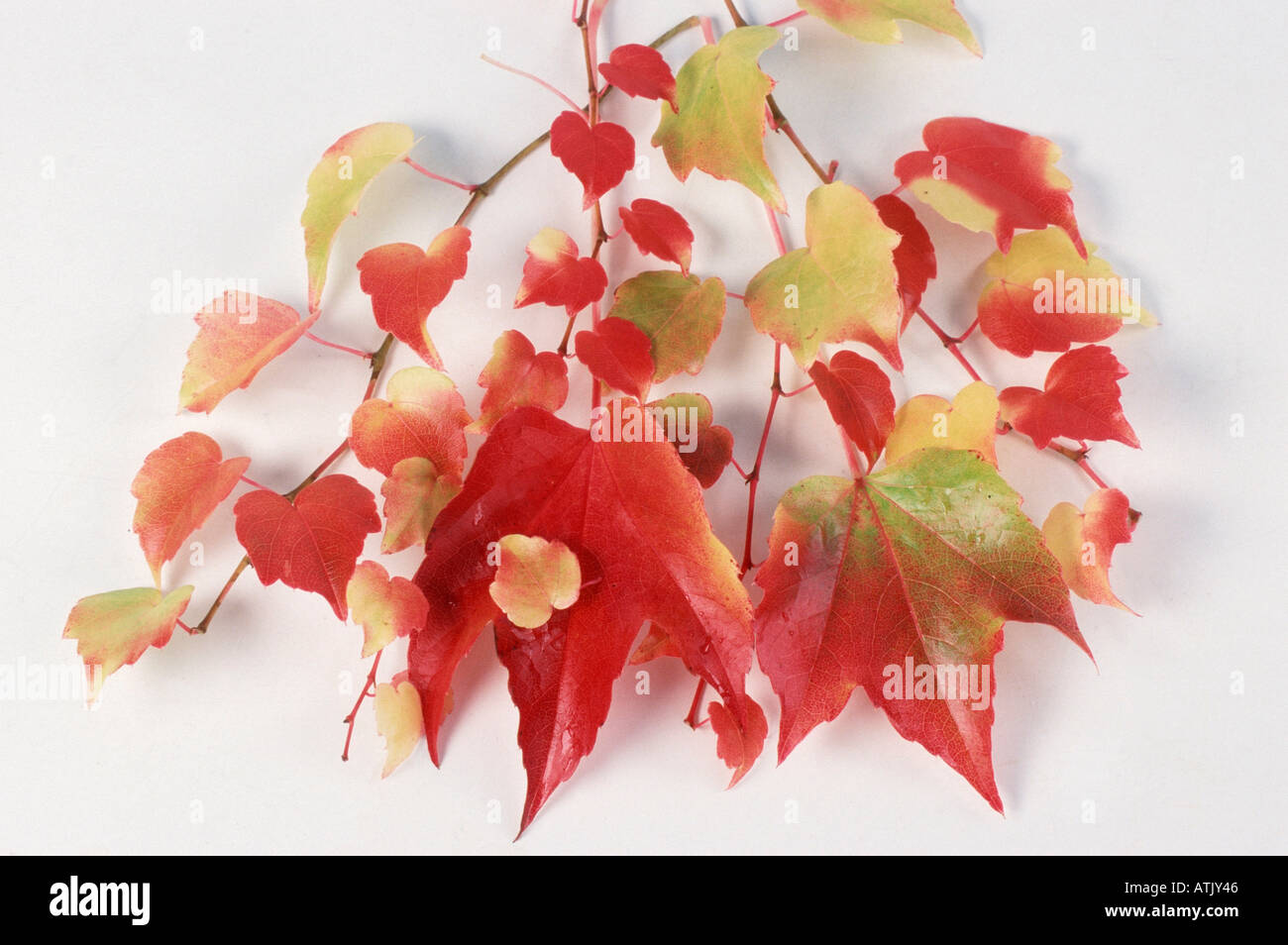Boston Ivy / Japanese Creeper Stock Photo - Alamy
