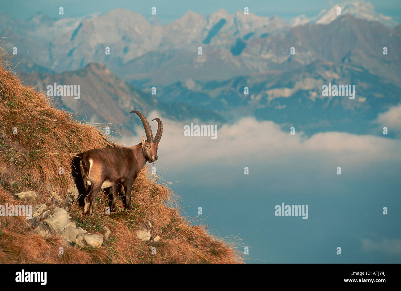 Male alpine ibex standing on hi-res stock photography and images - Alamy