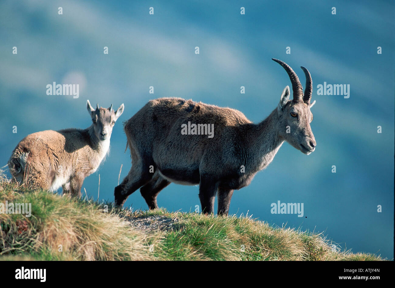Alpine ibex hi-res stock photography and images - Alamy