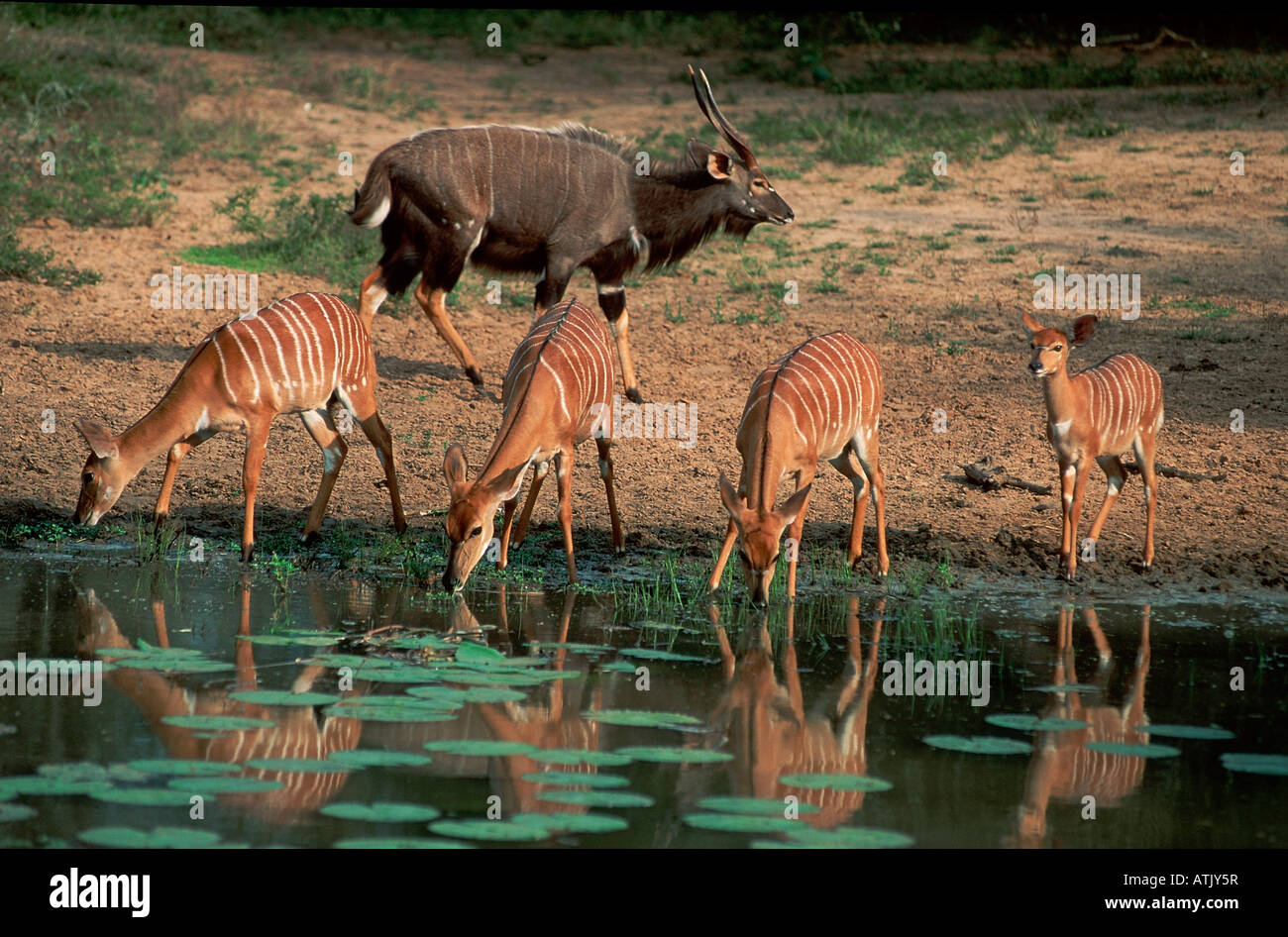 Nyala male female south africa hi-res stock photography and images - Alamy