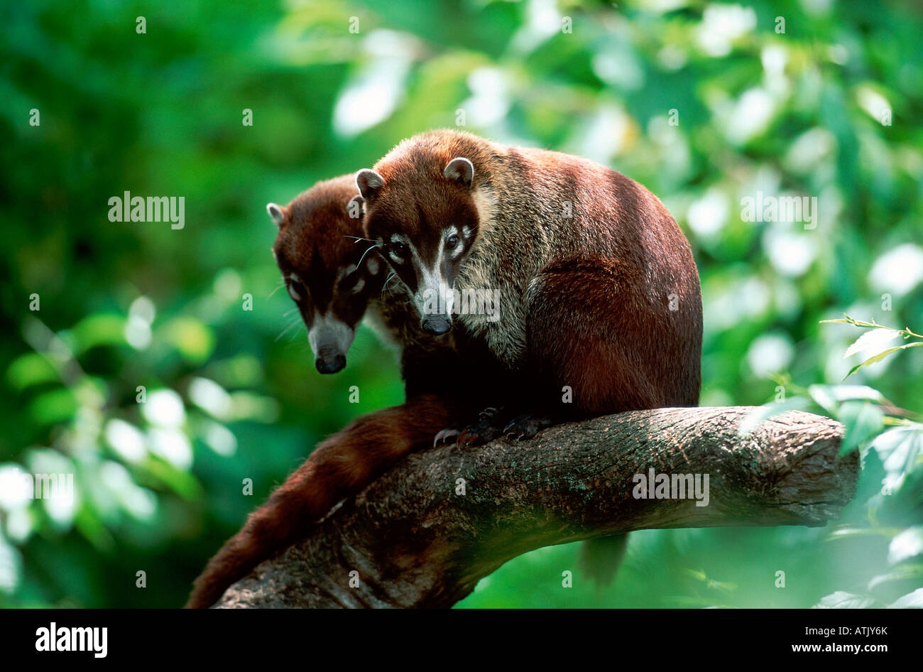 Coati sitting hi-res stock photography and images - Alamy
