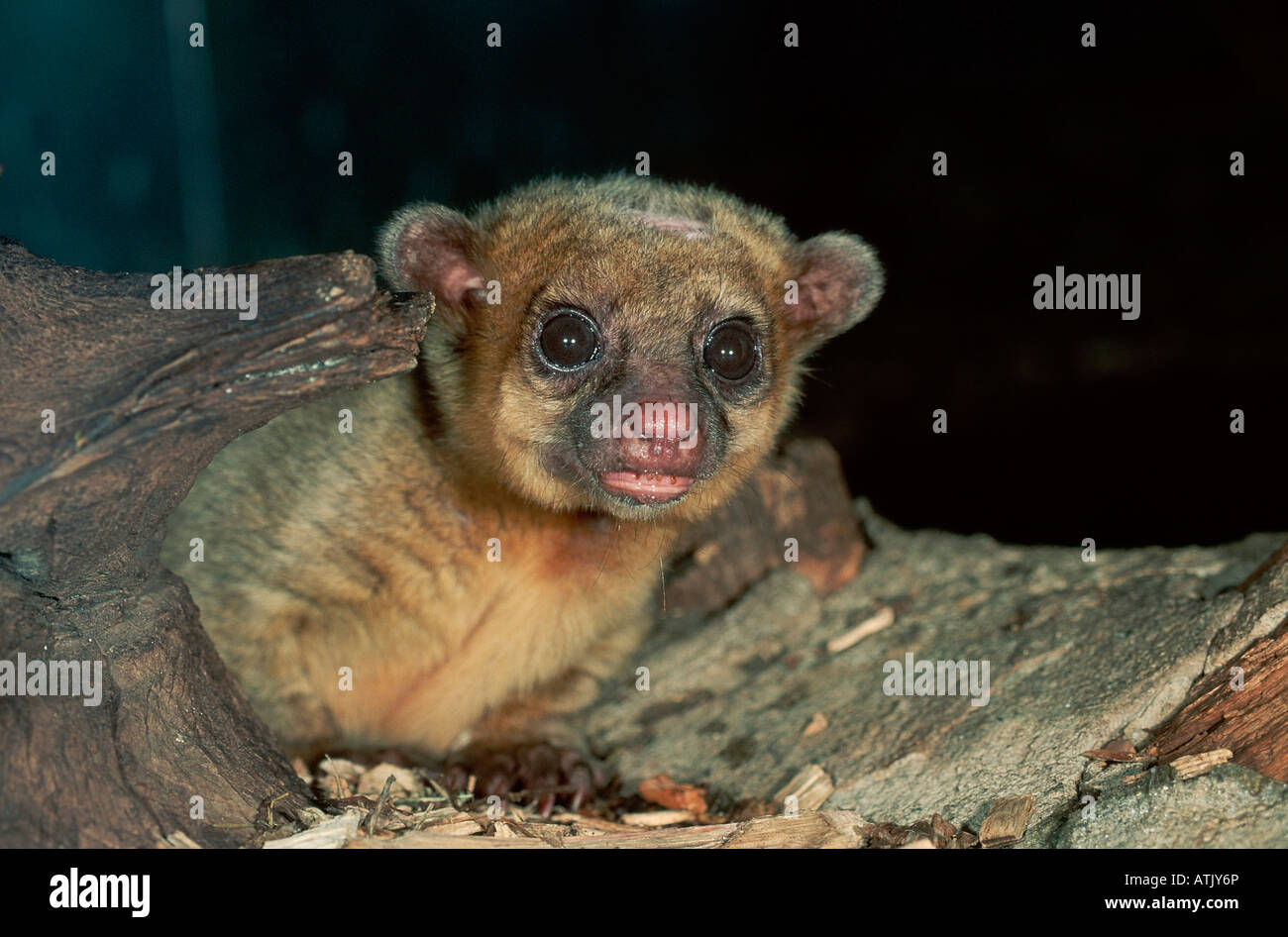 Kinkajou hi-res stock photography and images - Alamy