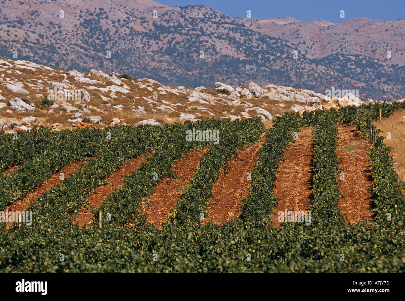 Bekaa valley vineyard lebanon hi-res stock photography and images - Alamy