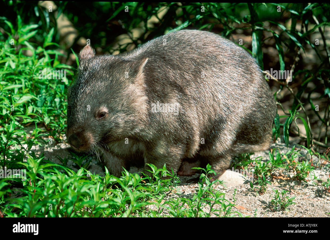Common Wombat / Coarse-haired Wombat Stock Photo - Alamy