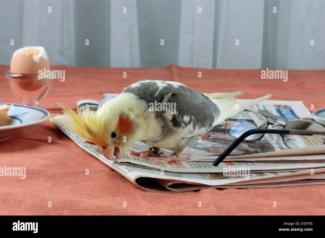 Newspaper birds hi-res stock photography and images - Alamy