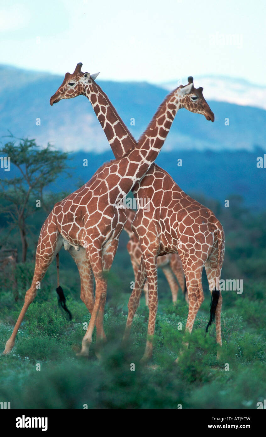 Two upright bulls hi-res stock photography and images - Alamy