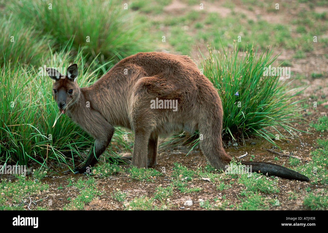 Kangaroo Island Kangaroo Stock Photo - Alamy