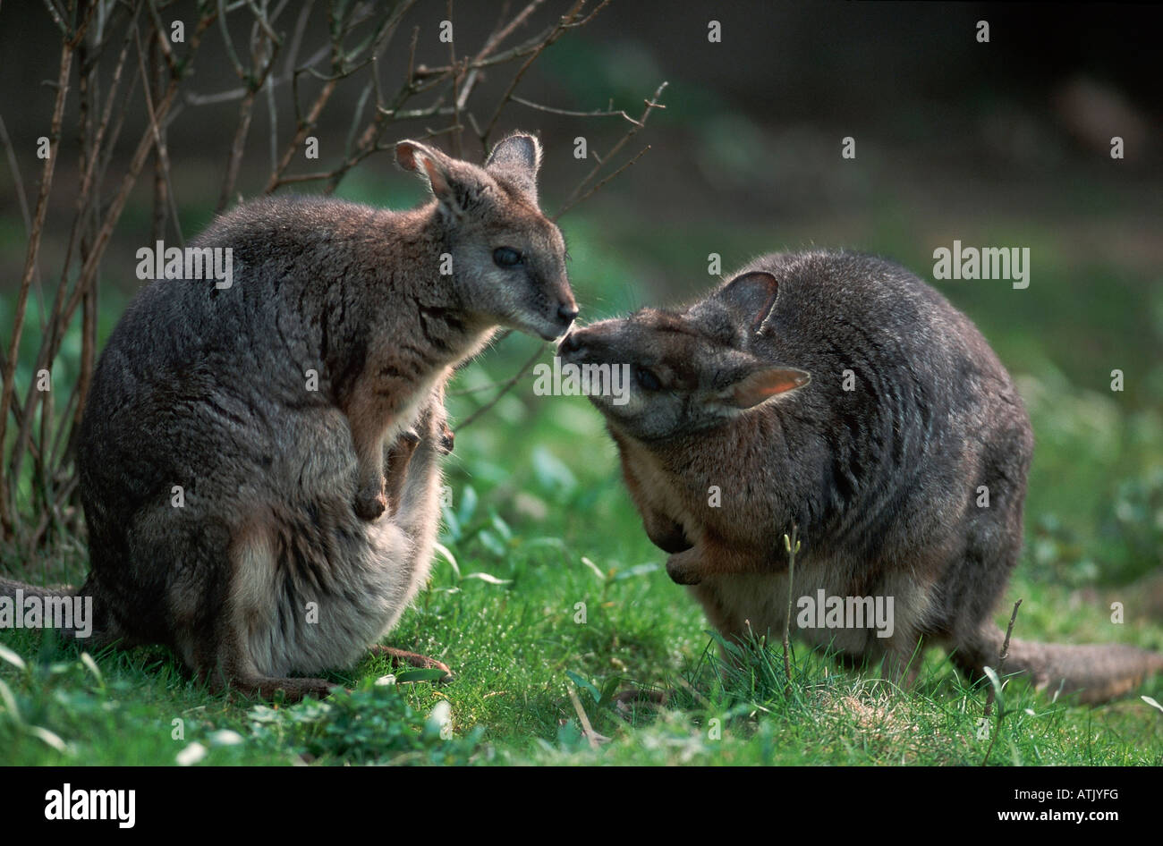 Tammar wallaby sitting hi-res stock photography and images - Alamy