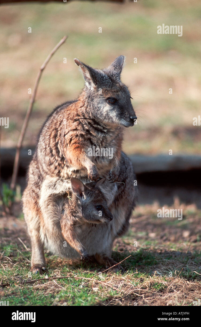 Tammar hi-res stock photography and images - Alamy