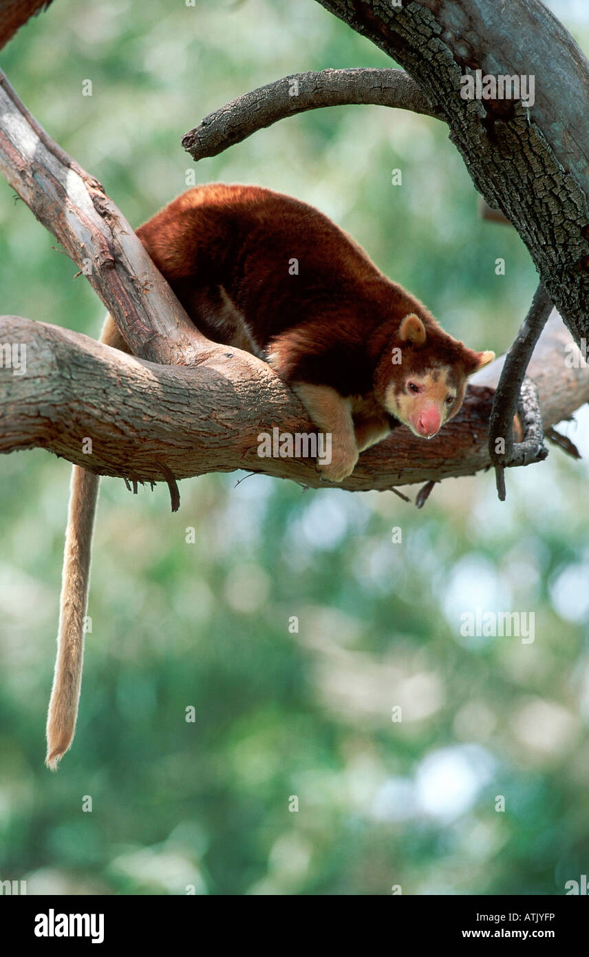 Matschie's Tree Kangaroo Stock Photo - Alamy