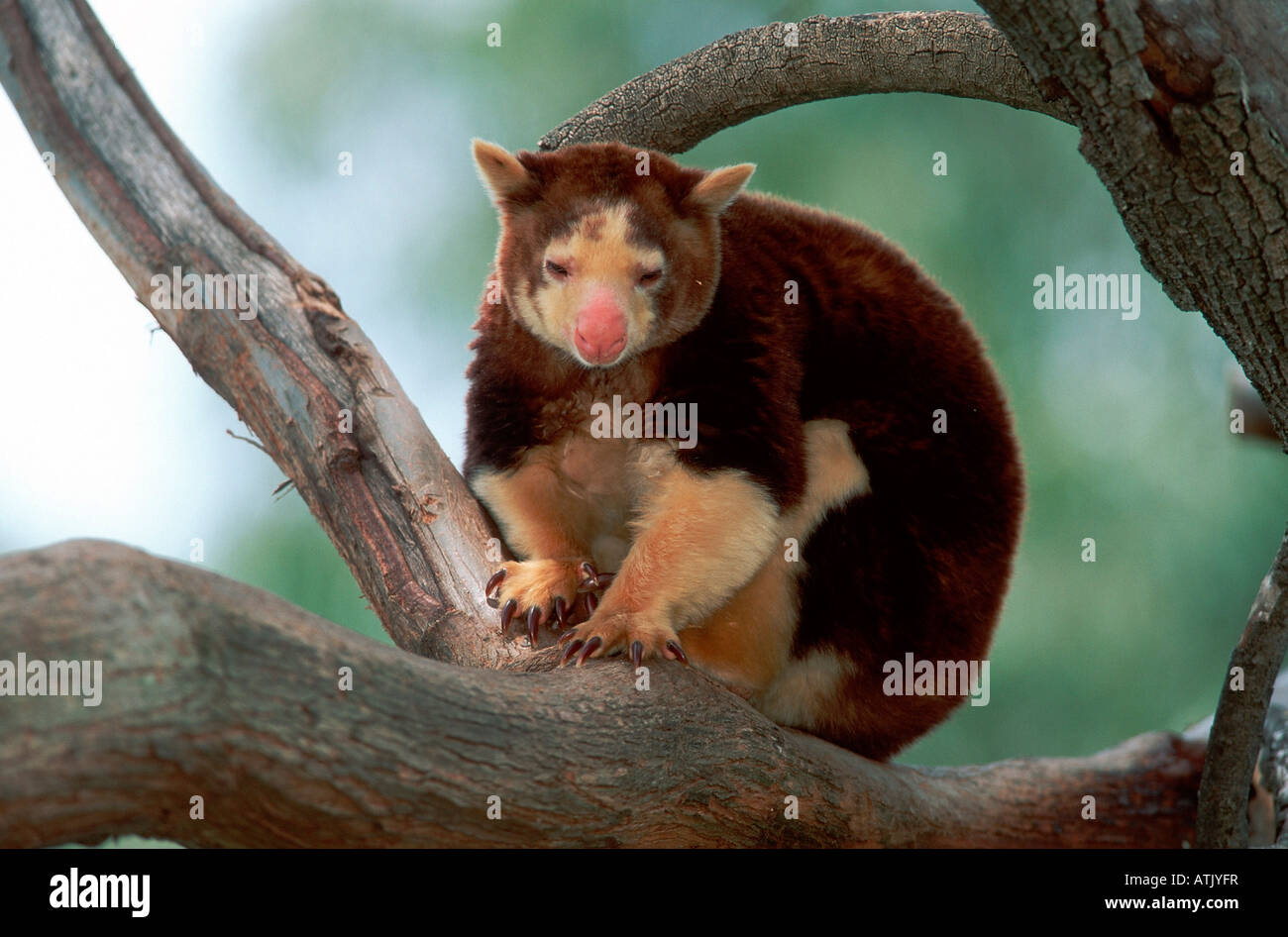 Matschies tree kangaroo tree hi-res stock photography and images - Alamy