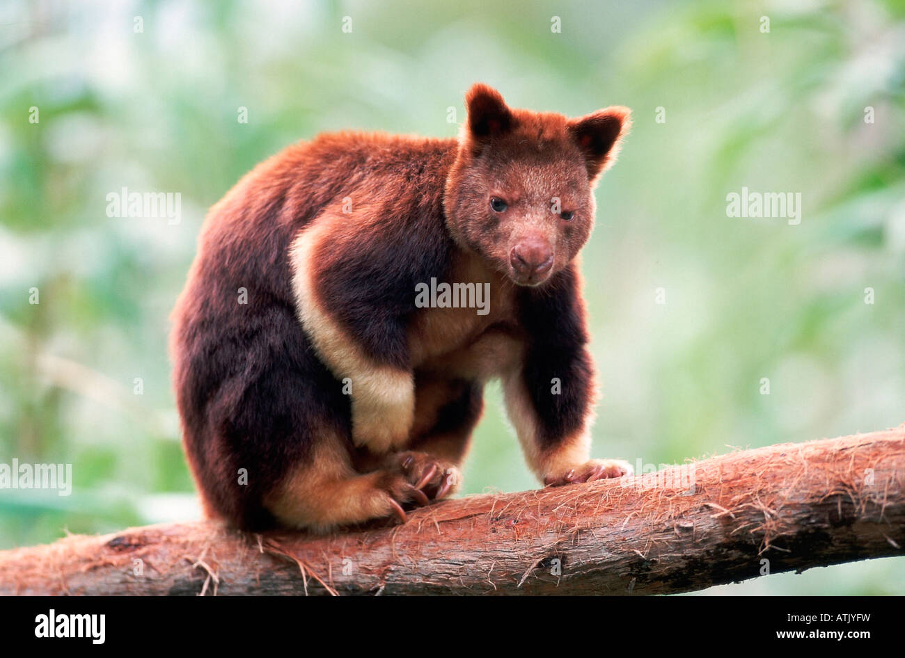 Goodfellow's Tree Kangaroo Stock Photo - Alamy