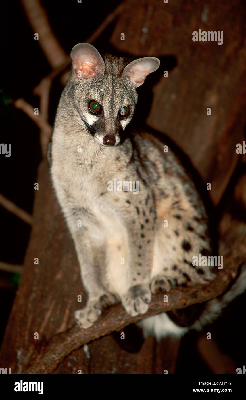 Common Genet / Small-spotted Genet Stock Photo - Alamy