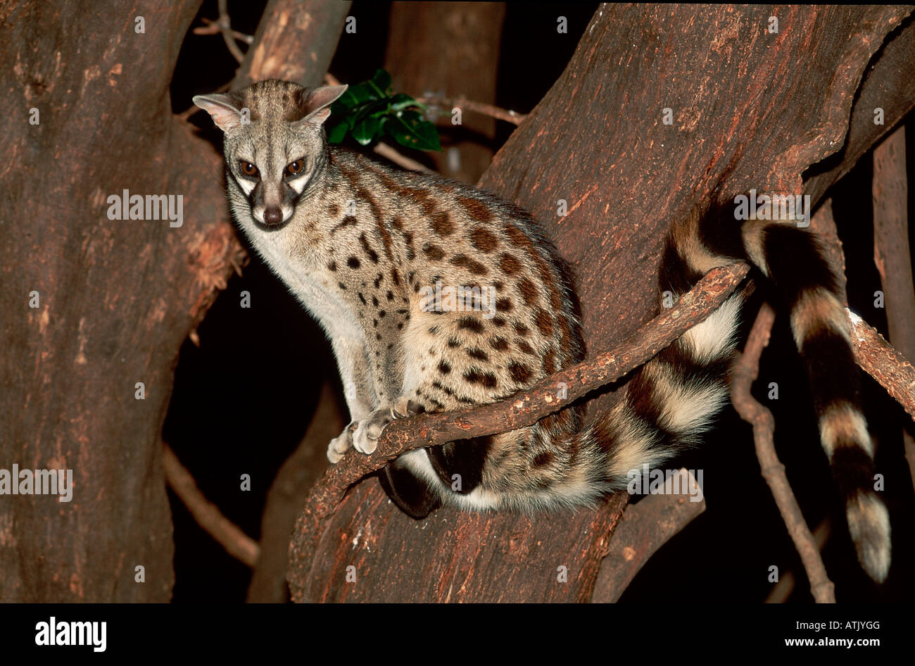 Common Genet / Small-spotted Genet Stock Photo - Alamy