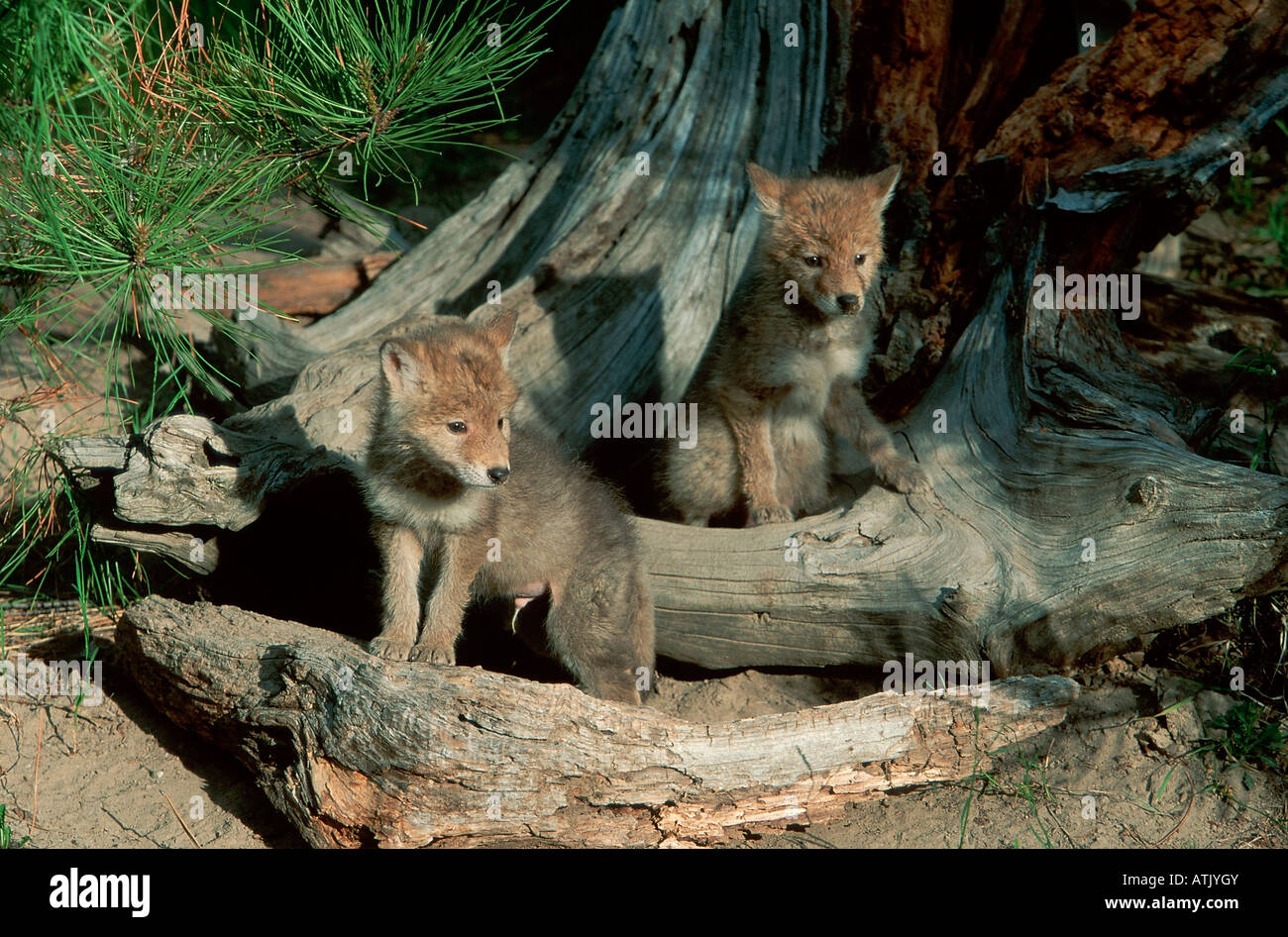Young coyote siblings hi-res stock photography and images - Alamy