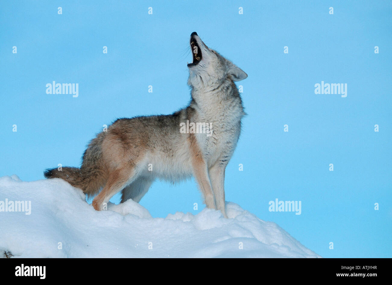 Adult coyote howling hi-res stock photography and images - Alamy