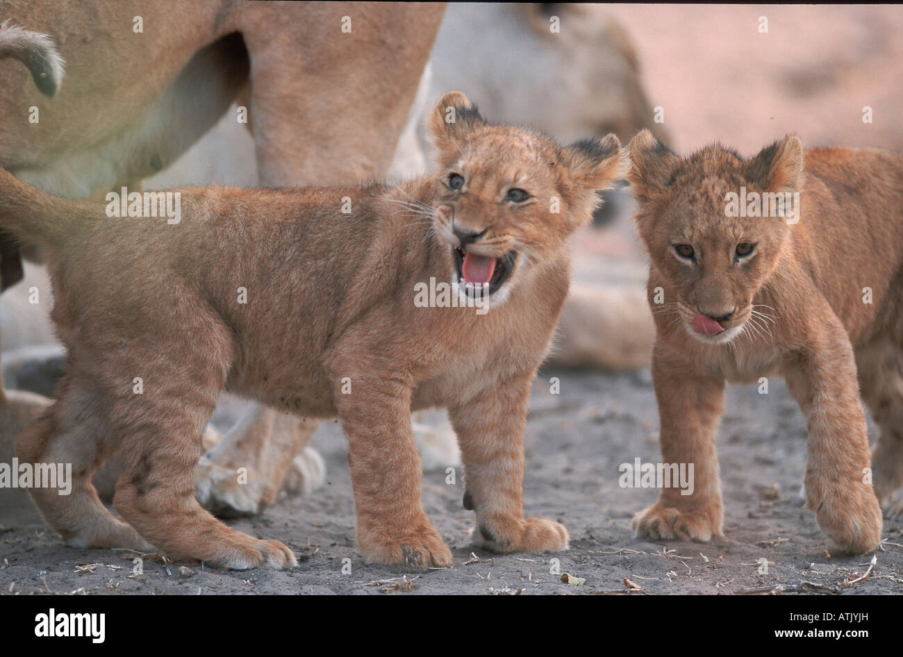 Lion hissing hi-res stock photography and images - Alamy