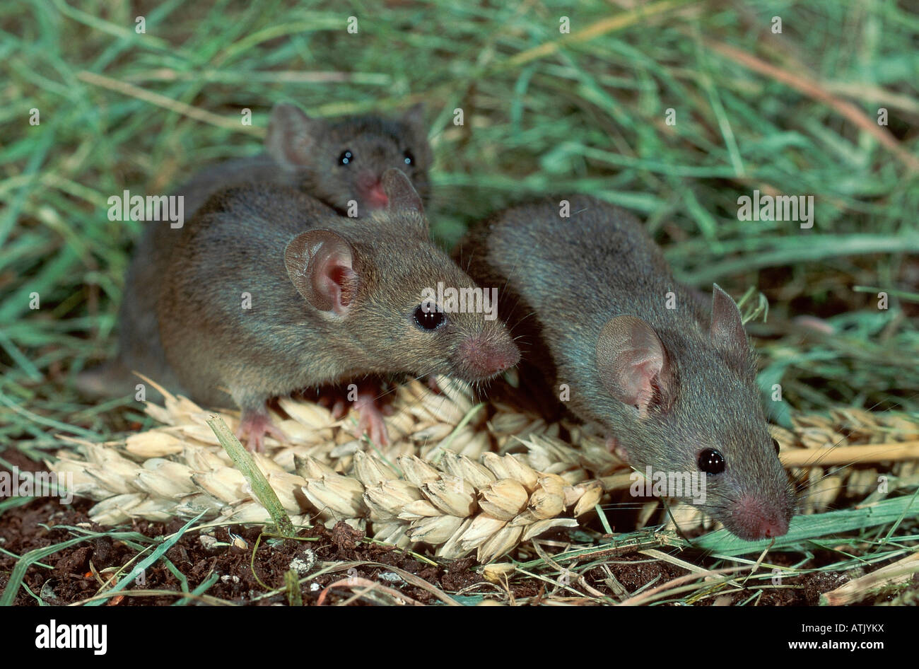 Group mouse grain hi-res stock photography and images - Alamy