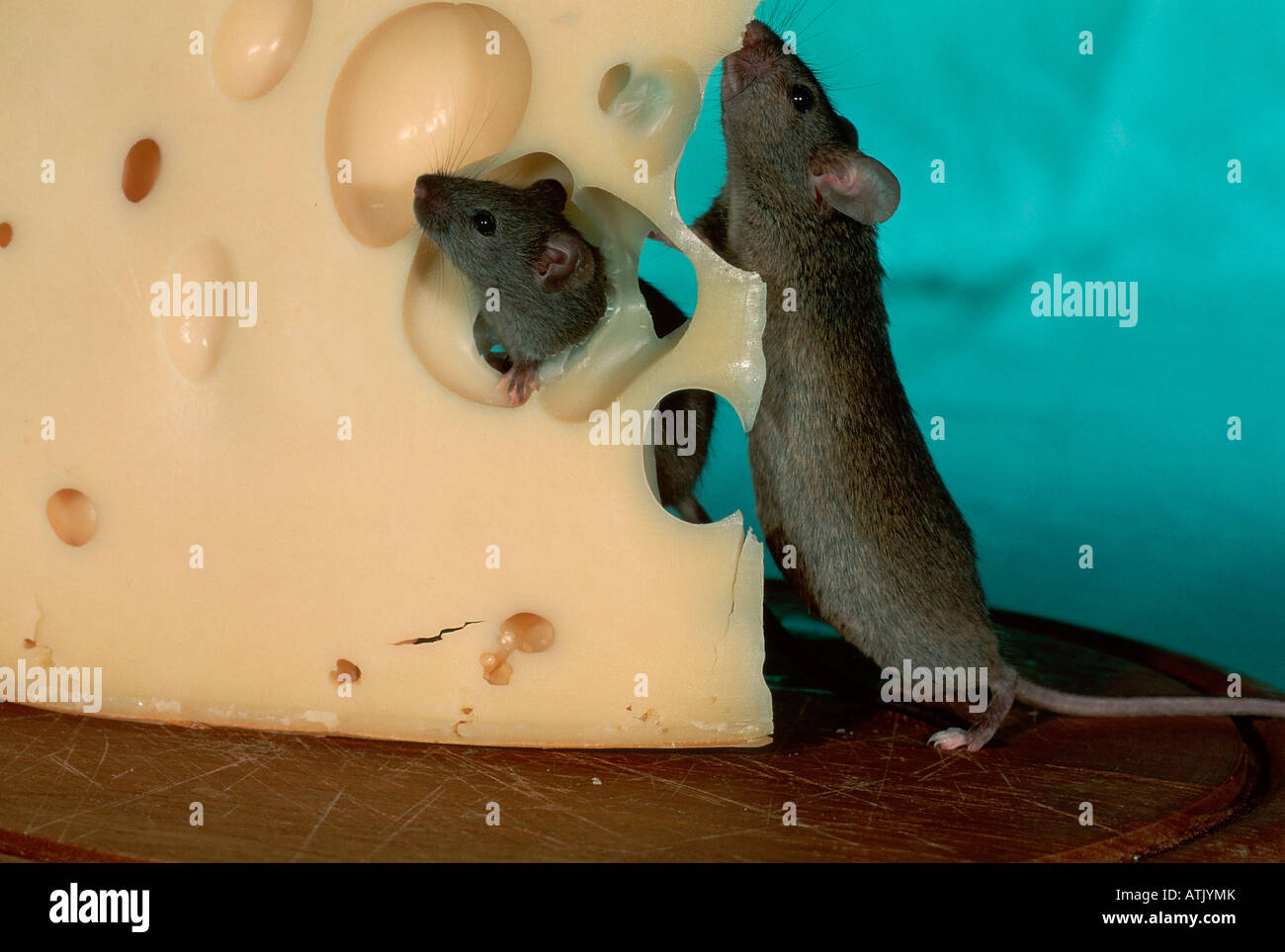 Two mice and cheese hi-res stock photography and images - Alamy