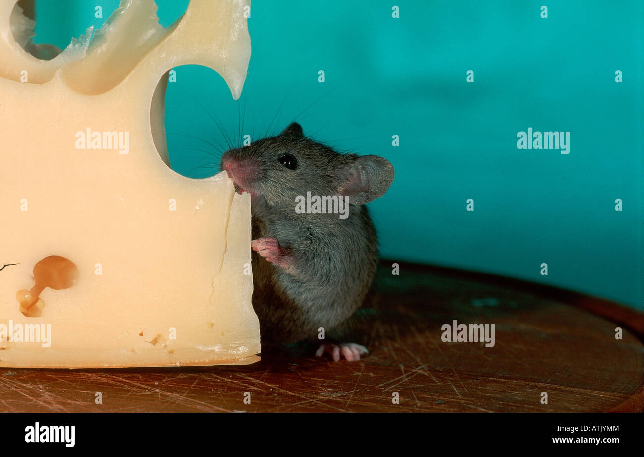 Mus musculus cheese hi-res stock photography and images - Alamy