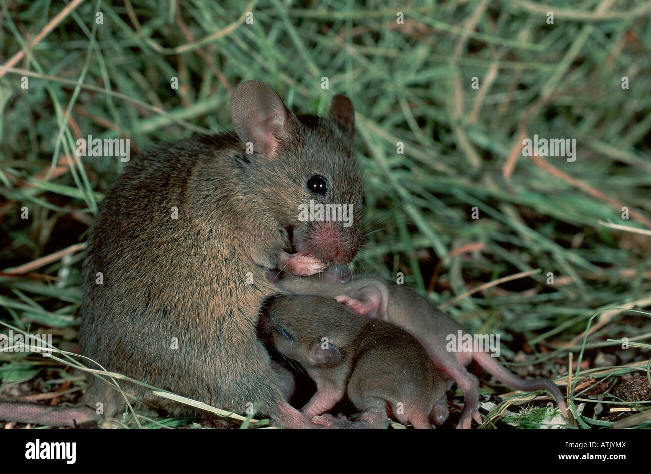 Juvenile house mice hi-res stock photography and images - Alamy