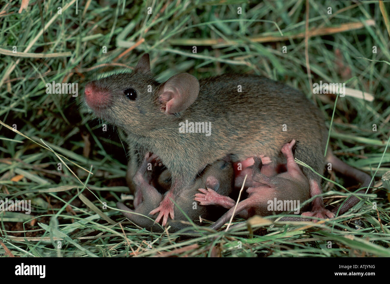 House mouse mus musculus family hi-res stock photography and images - Alamy