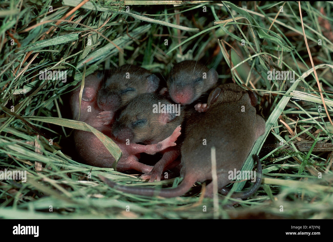 Juvenile house mice hi-res stock photography and images - Alamy