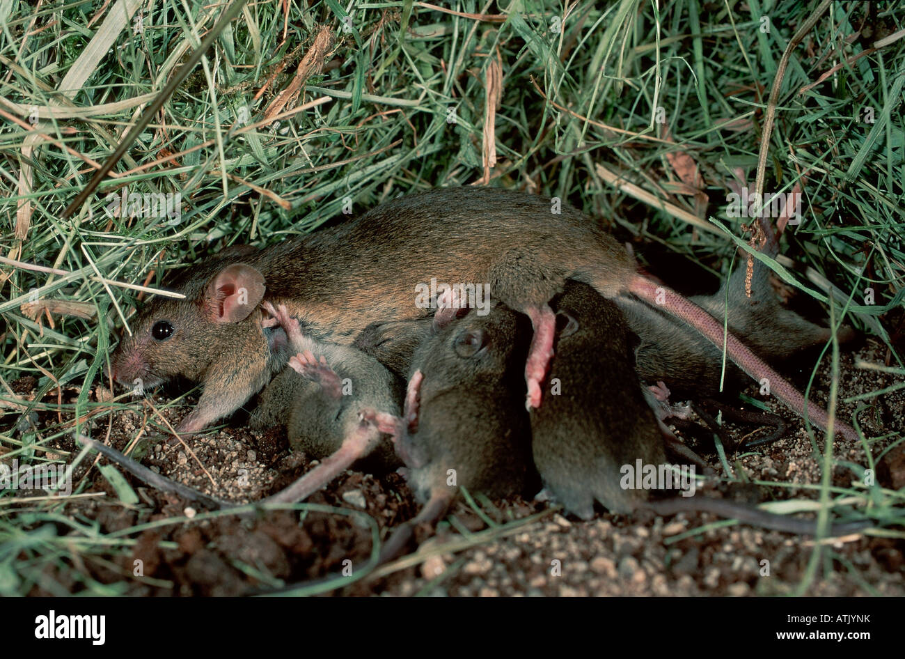 Female house mouse mus musculus hi-res stock photography and images - Alamy