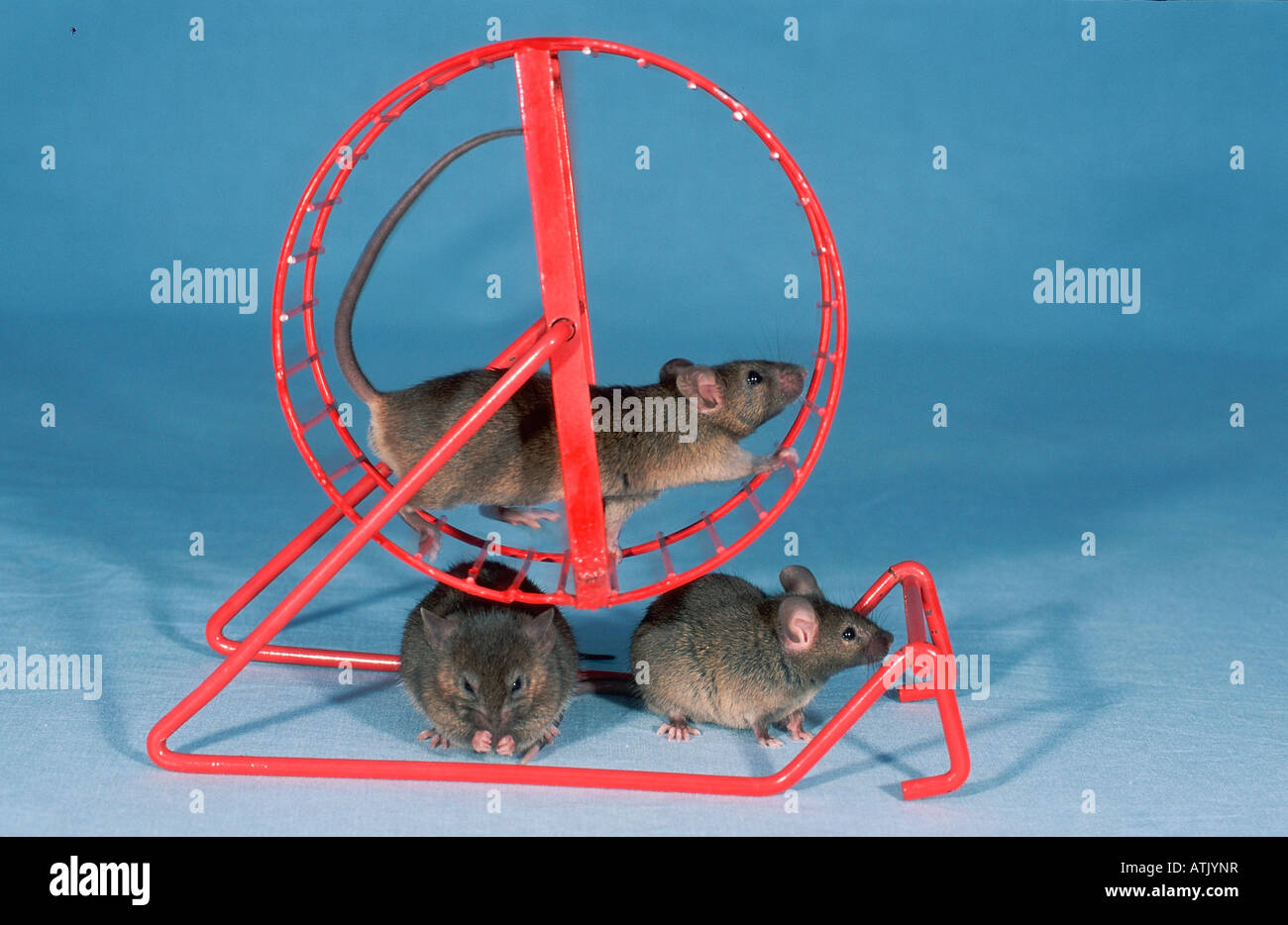 Mouse running indoors hi-res stock photography and images - Alamy