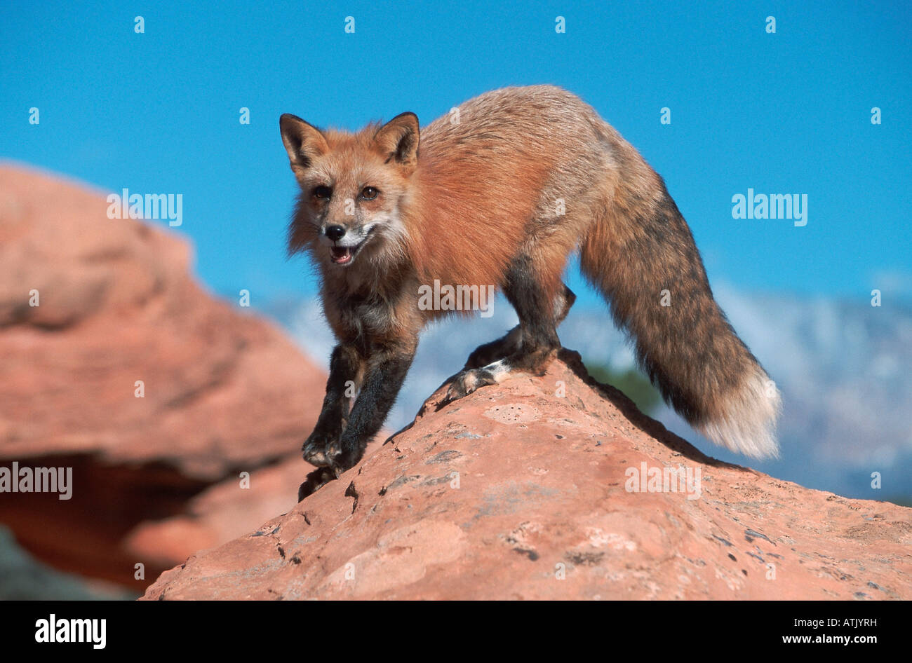 American Red Fox Stock Photo - Alamy