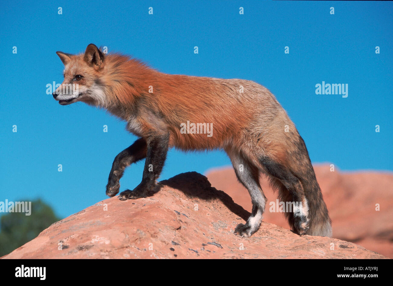 American Red Fox Stock Photo - Alamy