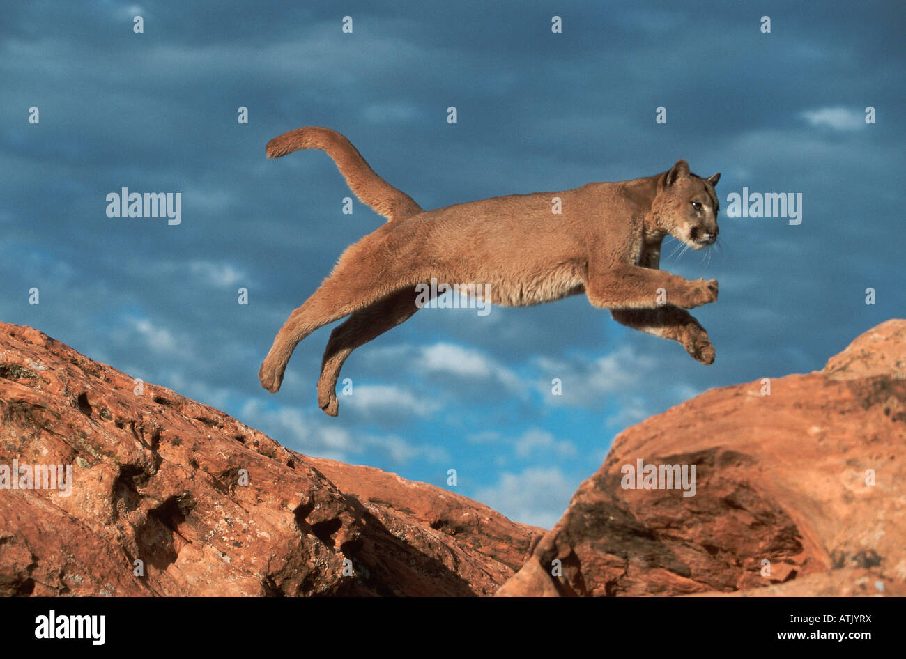 Cougar / Mountain Lion Stock Photo - Alamy