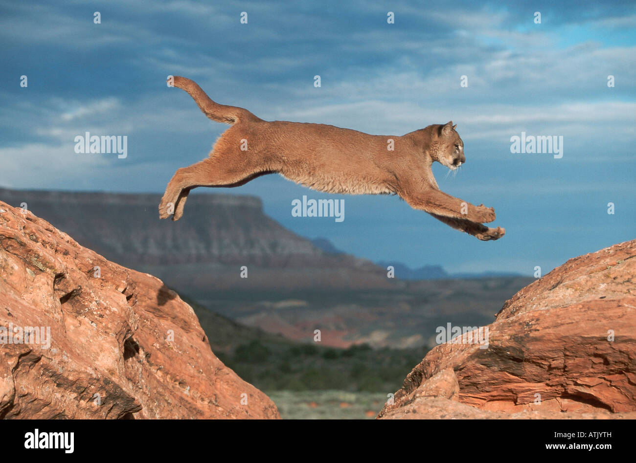 Cougar / Mountain Lion Stock Photo - Alamy