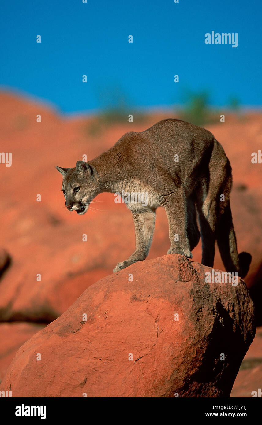 Cougar / Mountain Lion Stock Photo - Alamy