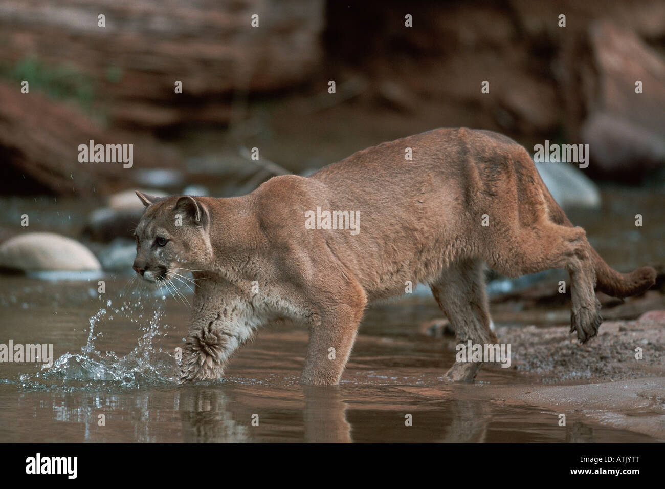 Cougar / Mountain Lion Stock Photo - Alamy