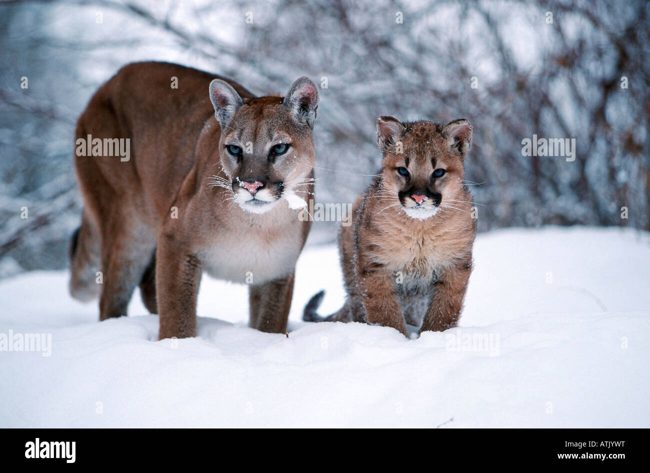 Cougar / Mountain Lion Stock Photo - Alamy