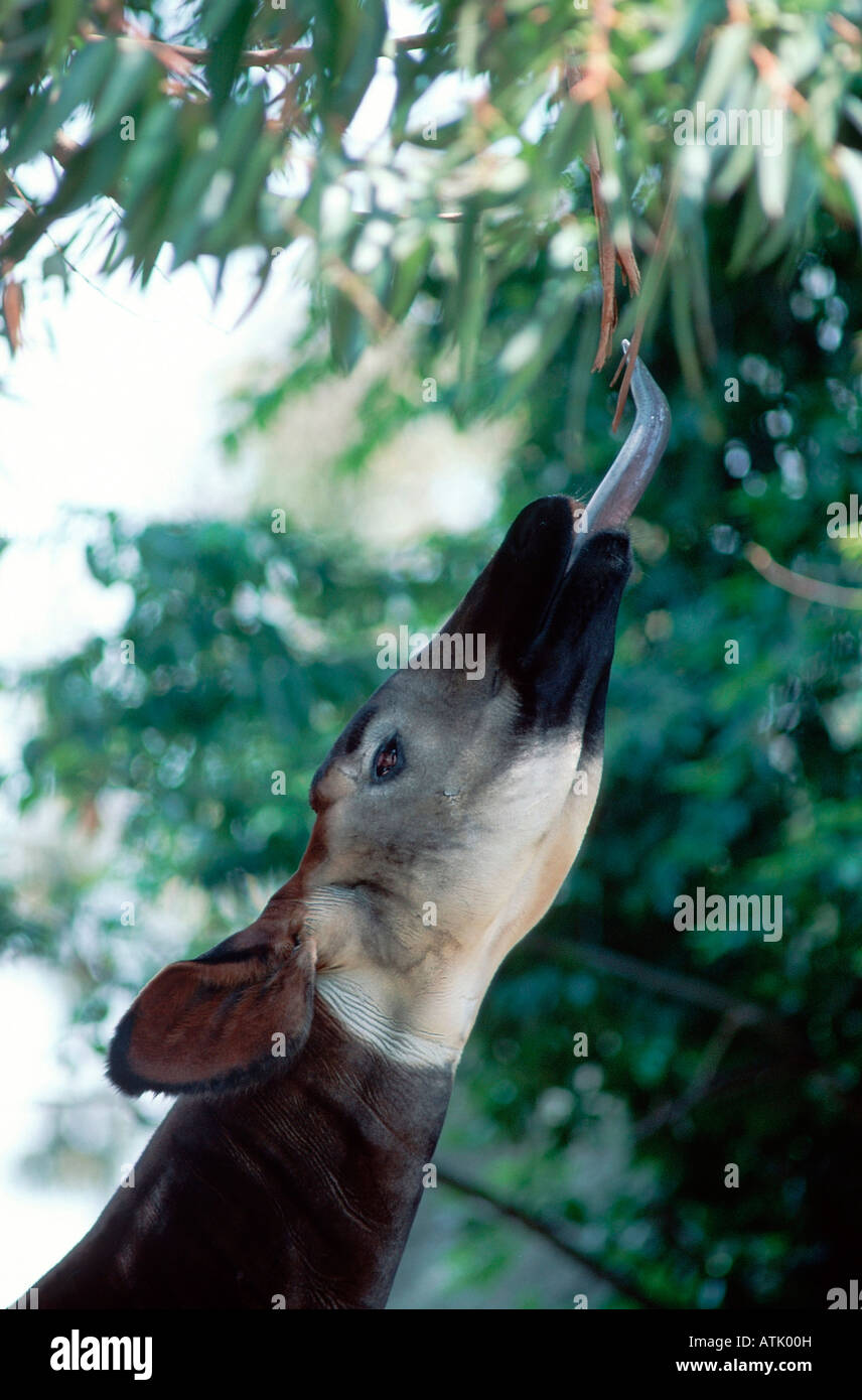 Okapi eating hi-res stock photography and images - Alamy