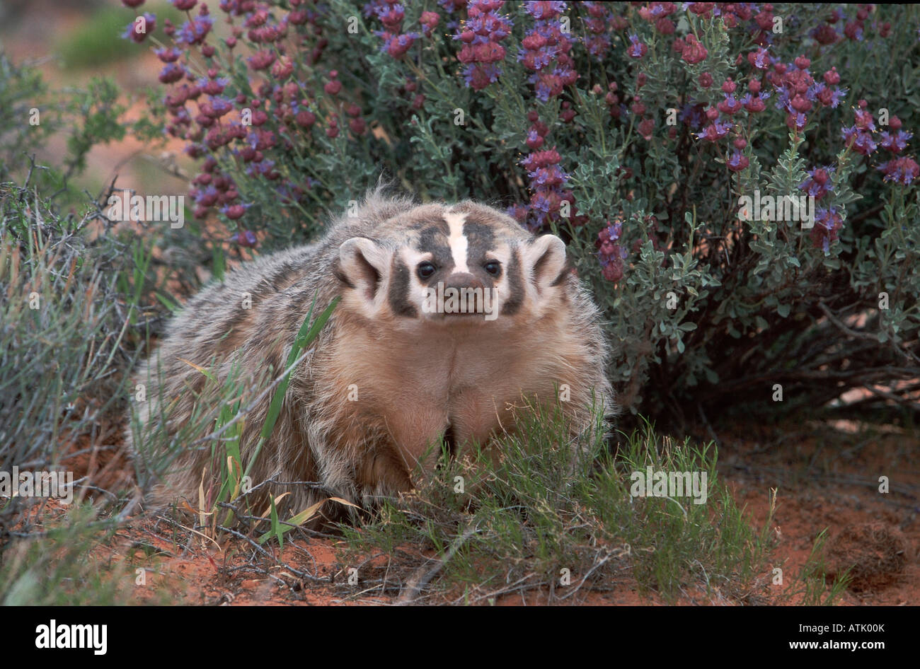 American Badger Range