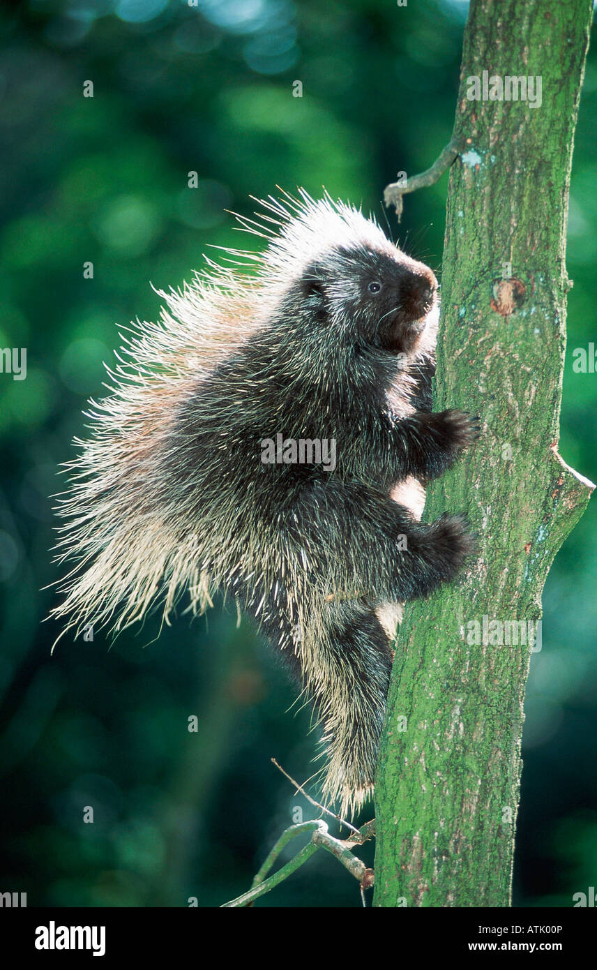North American Porcupine / Urson Stock Photo - Alamy