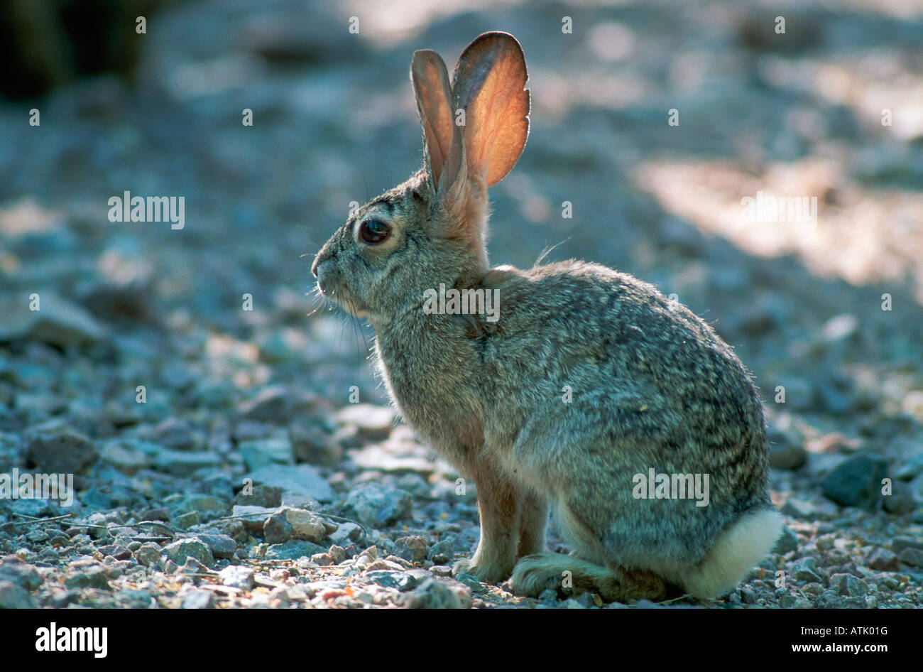 Desert cottontail rabbits hi-res stock photography and images - Alamy