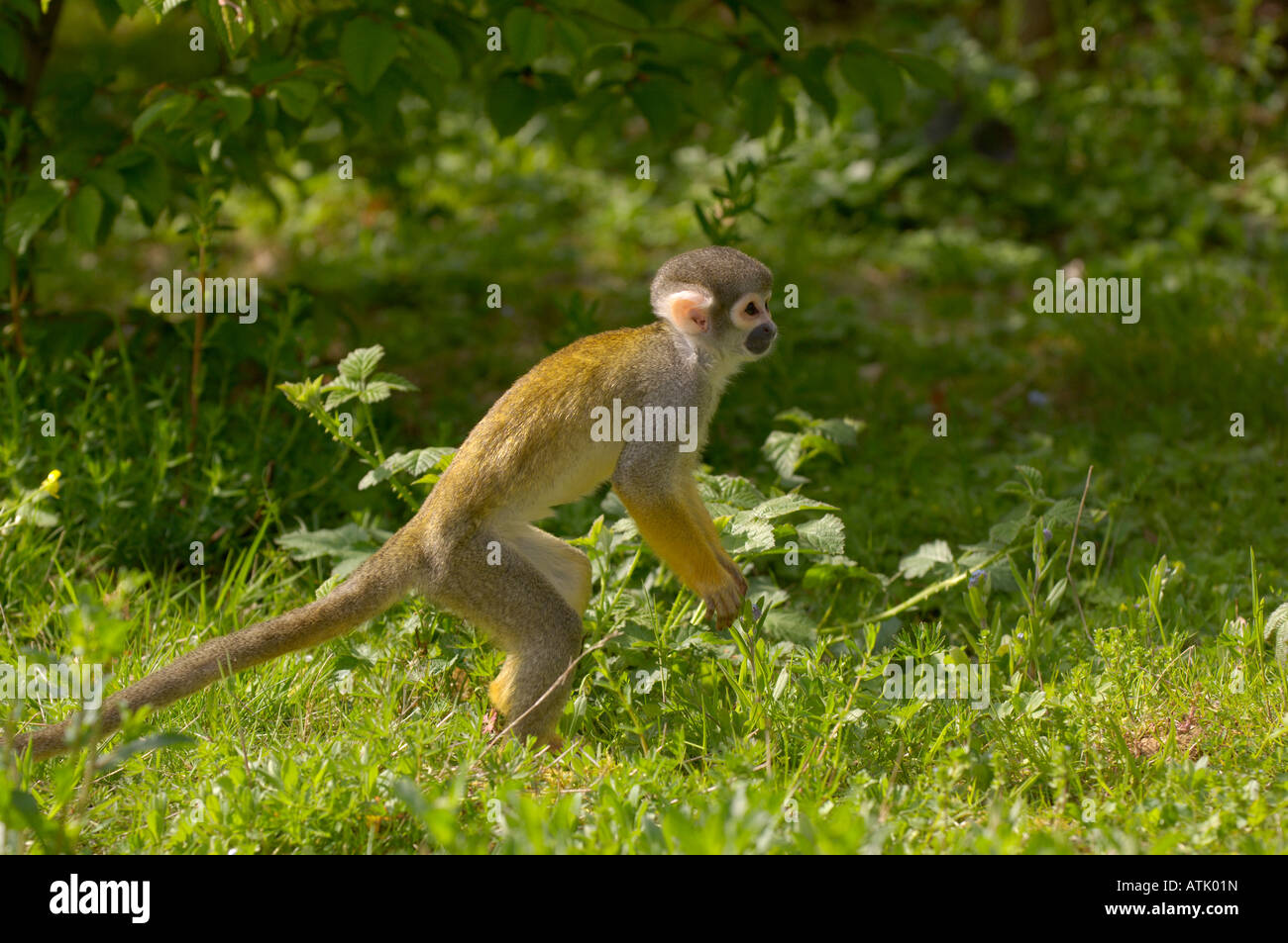 Monkey squirrel hi-res stock photography and images - Alamy