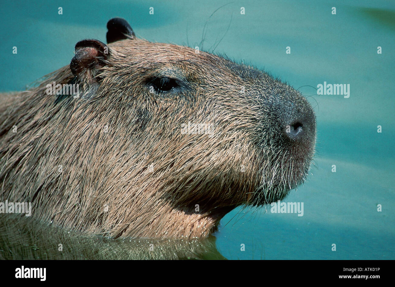 Carpincho / Capybara Stock Photo - Alamy