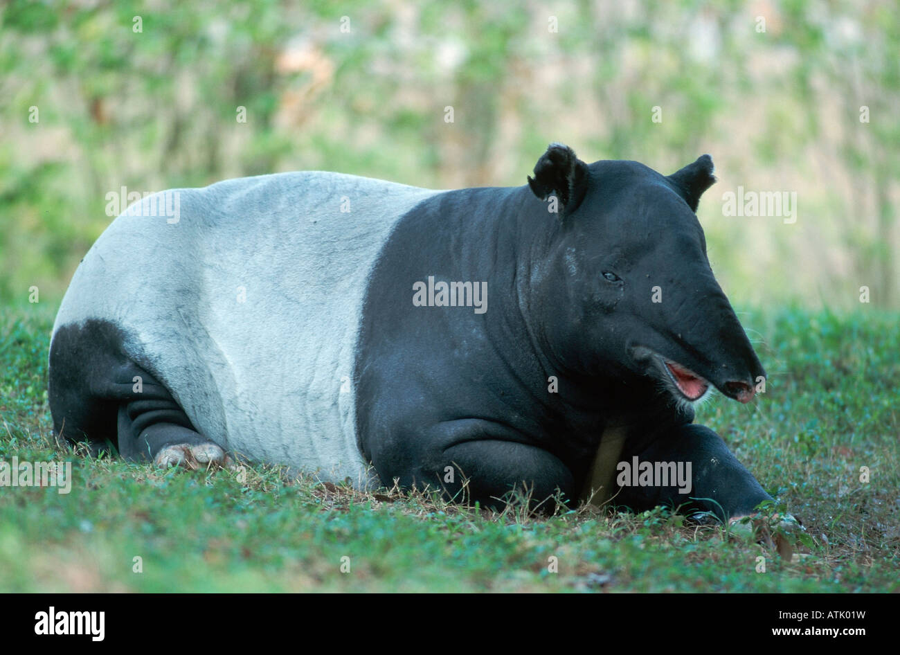 Asiatic Tapir / Malayan Tapir Stock Photo - Alamy