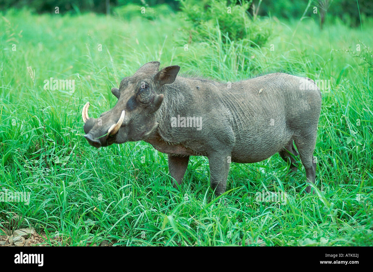 Wart hog hi-res stock photography and images - Alamy